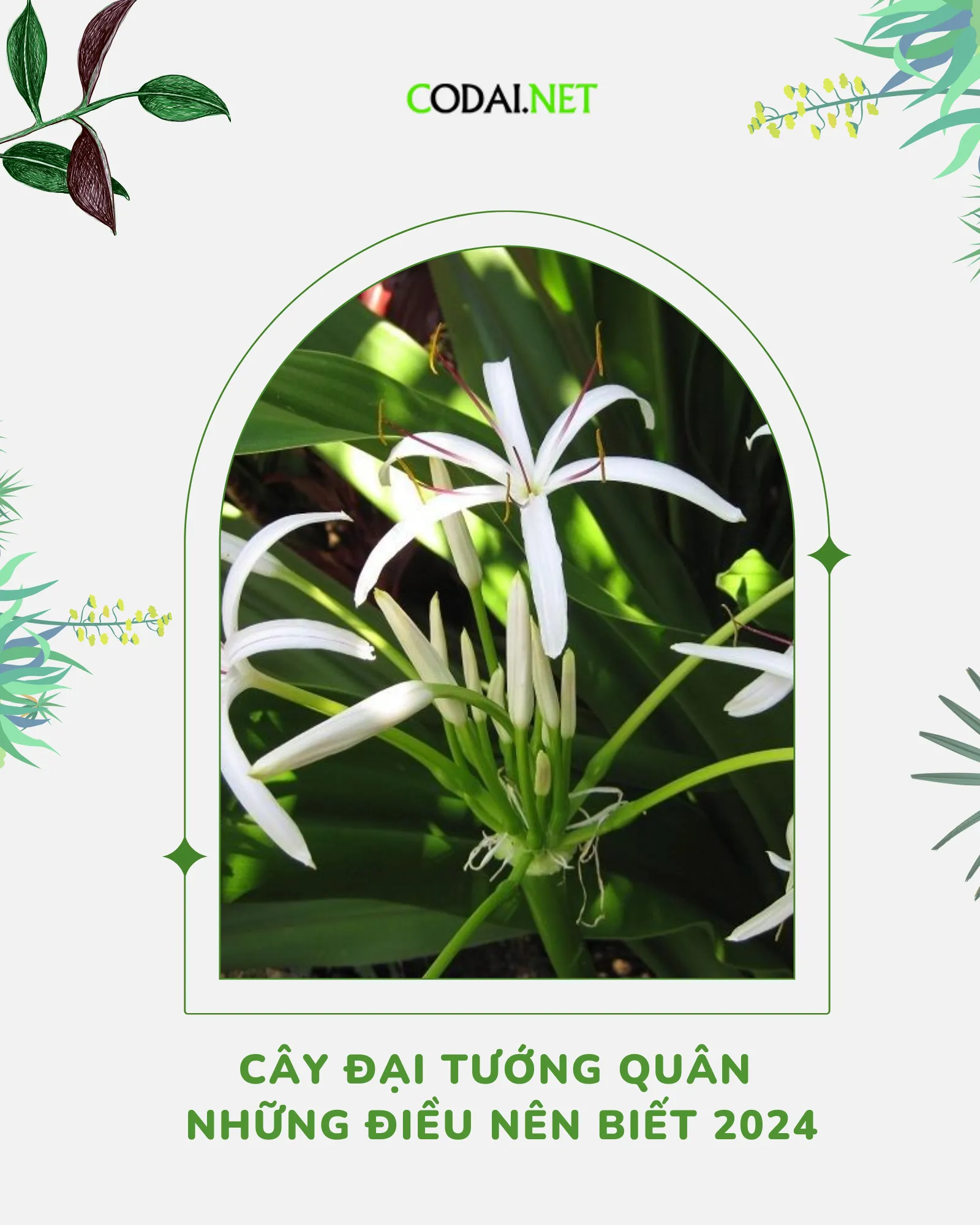 Cây Đại Tướng Quân (Crinum Asiaticum): Các điều cần biết 2024