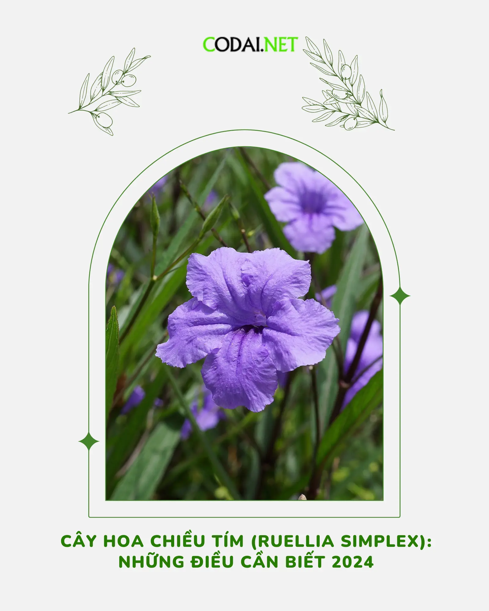 Cây Hoa Chiều Tím (Ruellia simplex): Những điều cần biết 2024 - Cỏ Dại