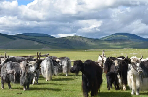 Đây chính là loài vật quan trọng nhất đối với người Tây Tạng - Yêu Khoa Học