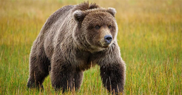 Tại sao lại có những con gấu xám nặng tới gần 1 tấn? - Yêu Khoa Học