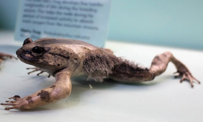 Ếch "người sói" tự bẻ gãy xương làm vũ khí - Yêu Khoa Học