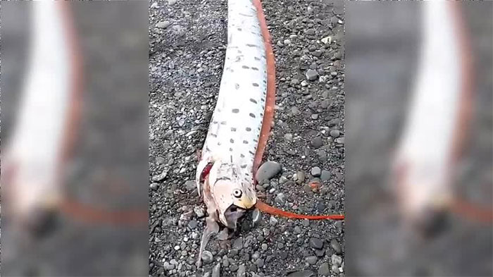 Người đàn ông câu được con cá mái chèo khổng lồ dài 6m, nặng 130kg ...