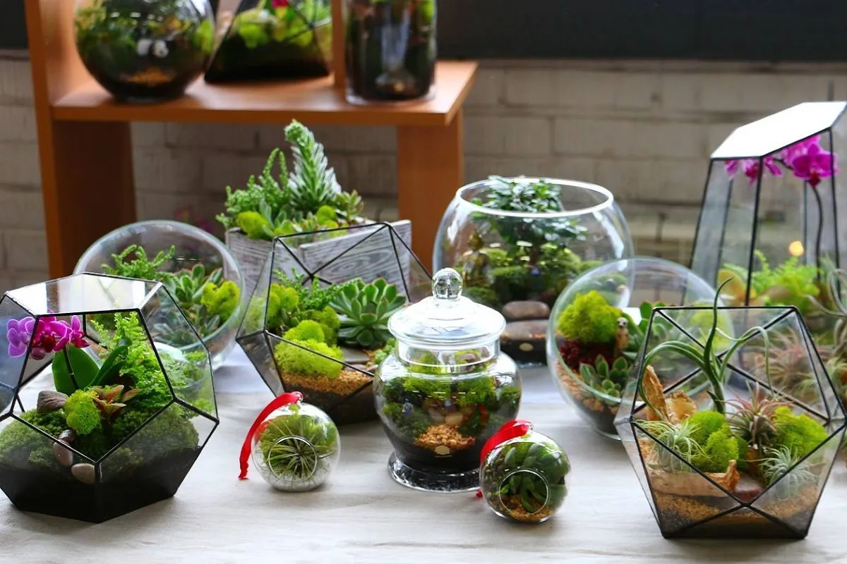 Terrarium kín: TOP 8 loại cây có màu sắc đẹp và phù hợp nhất