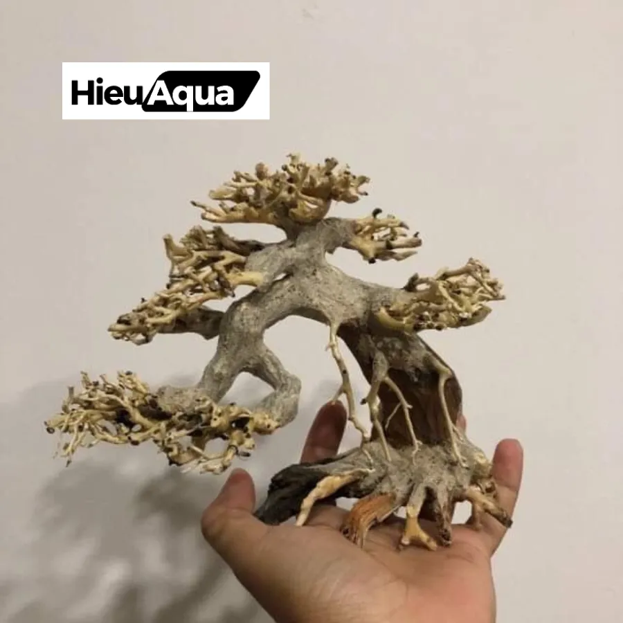 Cây bonsai siêu mini - HieuAqua
