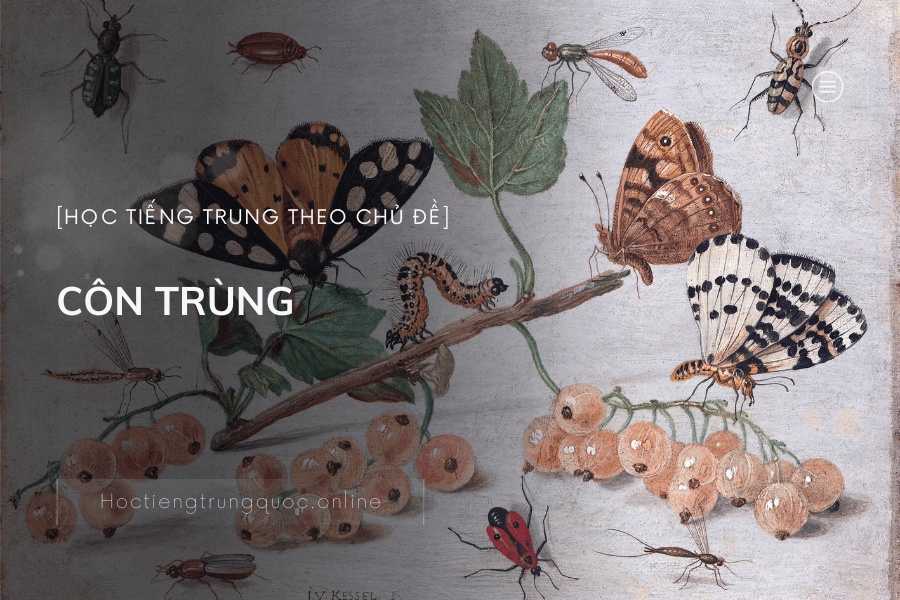 [Học tiếng Trung theo chủ đề] Chủ đề CÁC LOẠI CÔN TRÙNG trong tiếng ...