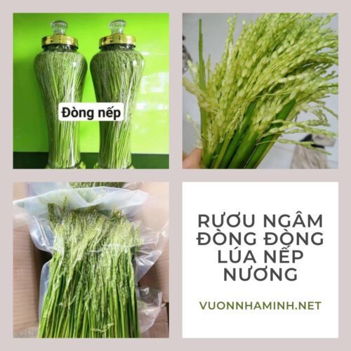 Rựơu ngâm đòng đòng lúa nếp nương - Đặc sản thơm ngon, đẹp mắt, tốt cho ...